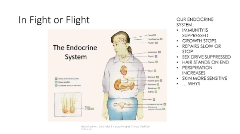 The Physiology of the Stress Response